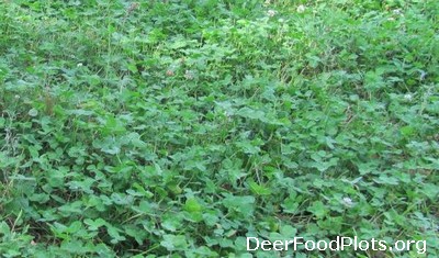 Alyce Clover for Whitetail Deer Food Plots | Deer Food Plots
