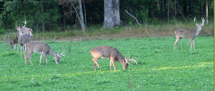 Deer Food Plots | Food Plots for Whitetail | Food Plot Seed