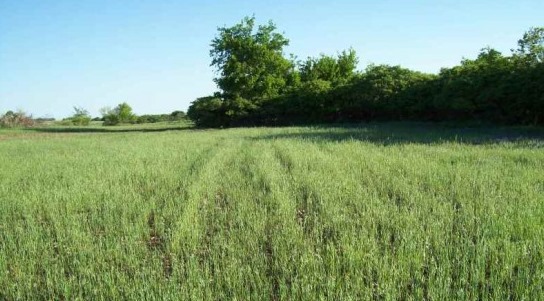 Deer Food Plots for Winter | Deer Food Plots