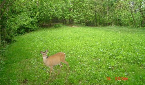 Deer Food Plots for Shade Areas | Deer Food Plots