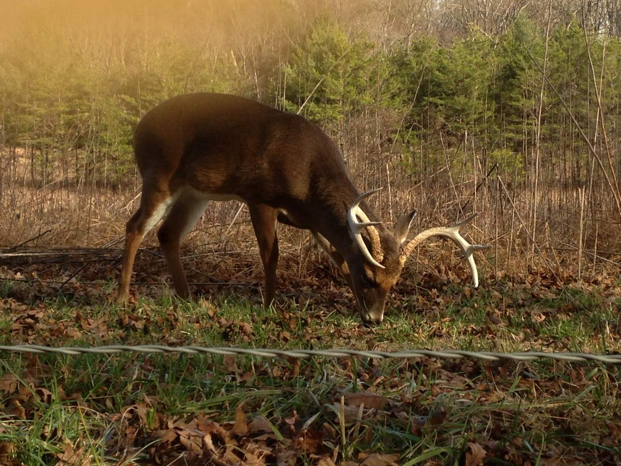 Deer Food Plots for Shade Areas | Deer Food Plots